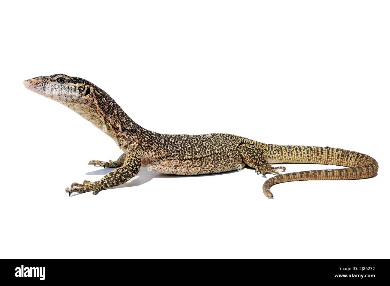 Timor tree monitor in studio ; Native from Timor Stock Photo - Alamy