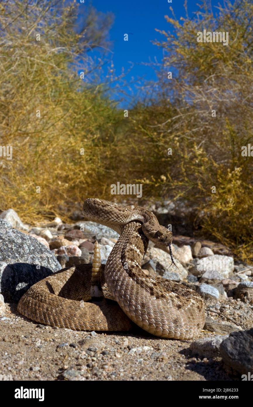 Western Diamondback Rattlesnake Posture of attack California Stock ...