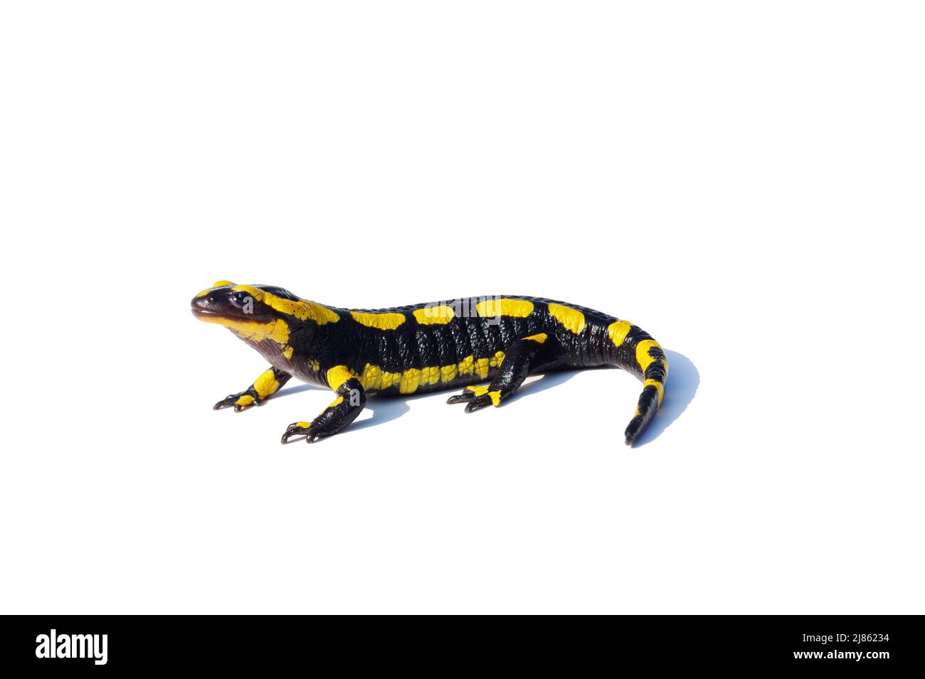 Fire salamander in studio ; Native from France Stock Photo - Alamy