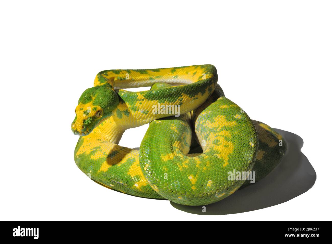 Python sp hi-res stock photography and images - Alamy