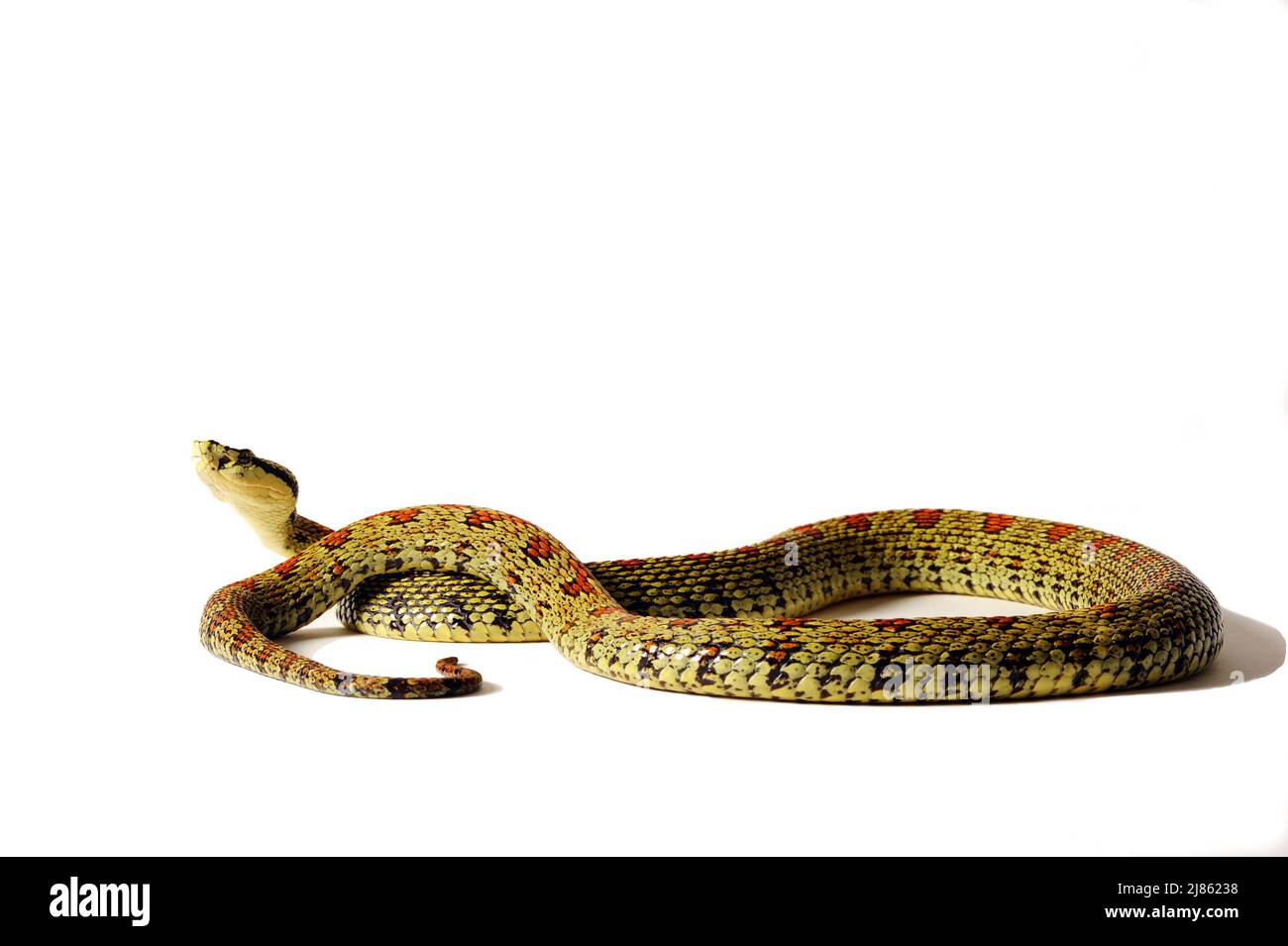 Red spotted snake hi-res stock photography and images - Alamy