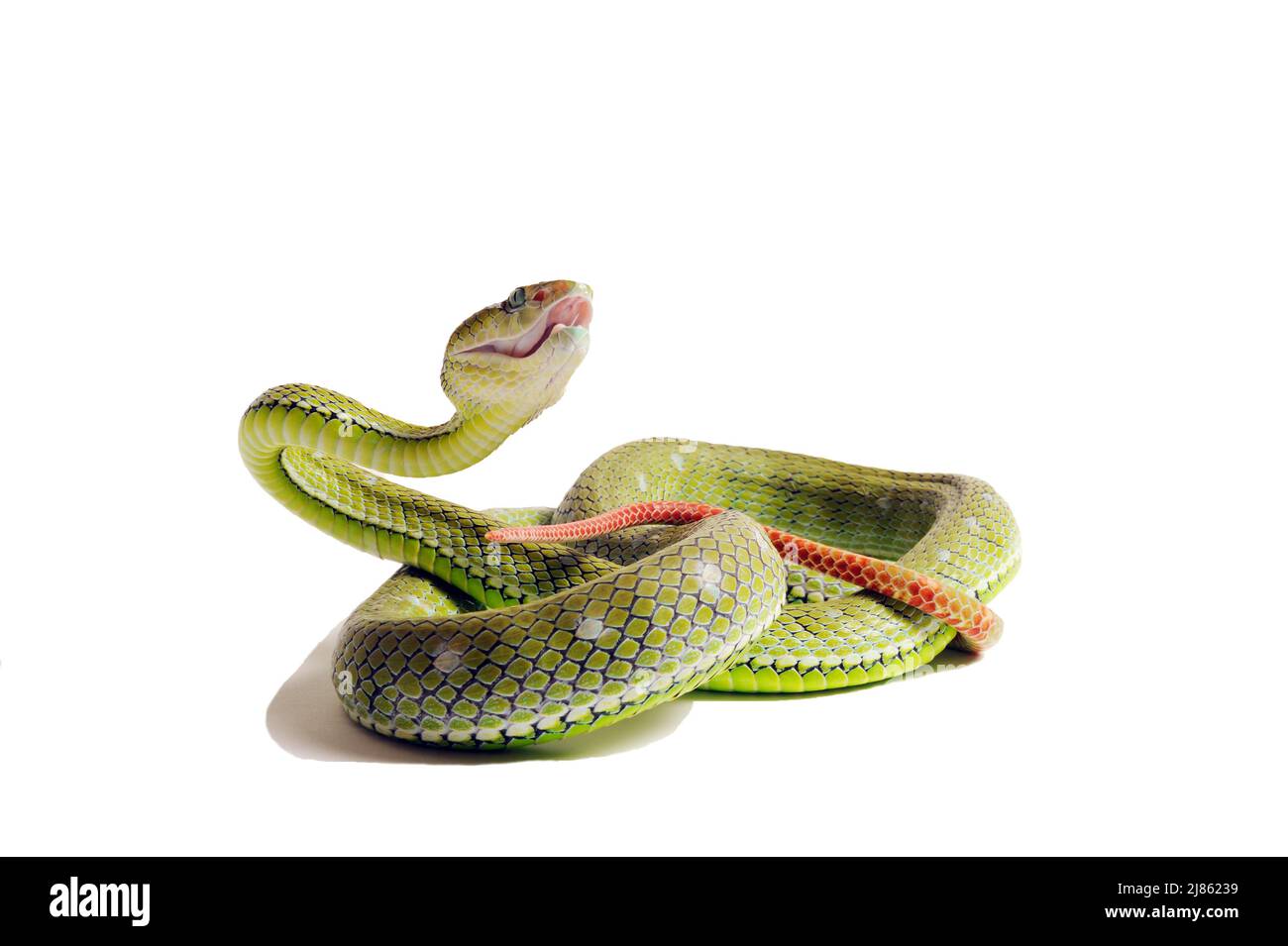 Hagen's pit viper in studio ; Native from S.E. Asia Stock Photo - Alamy