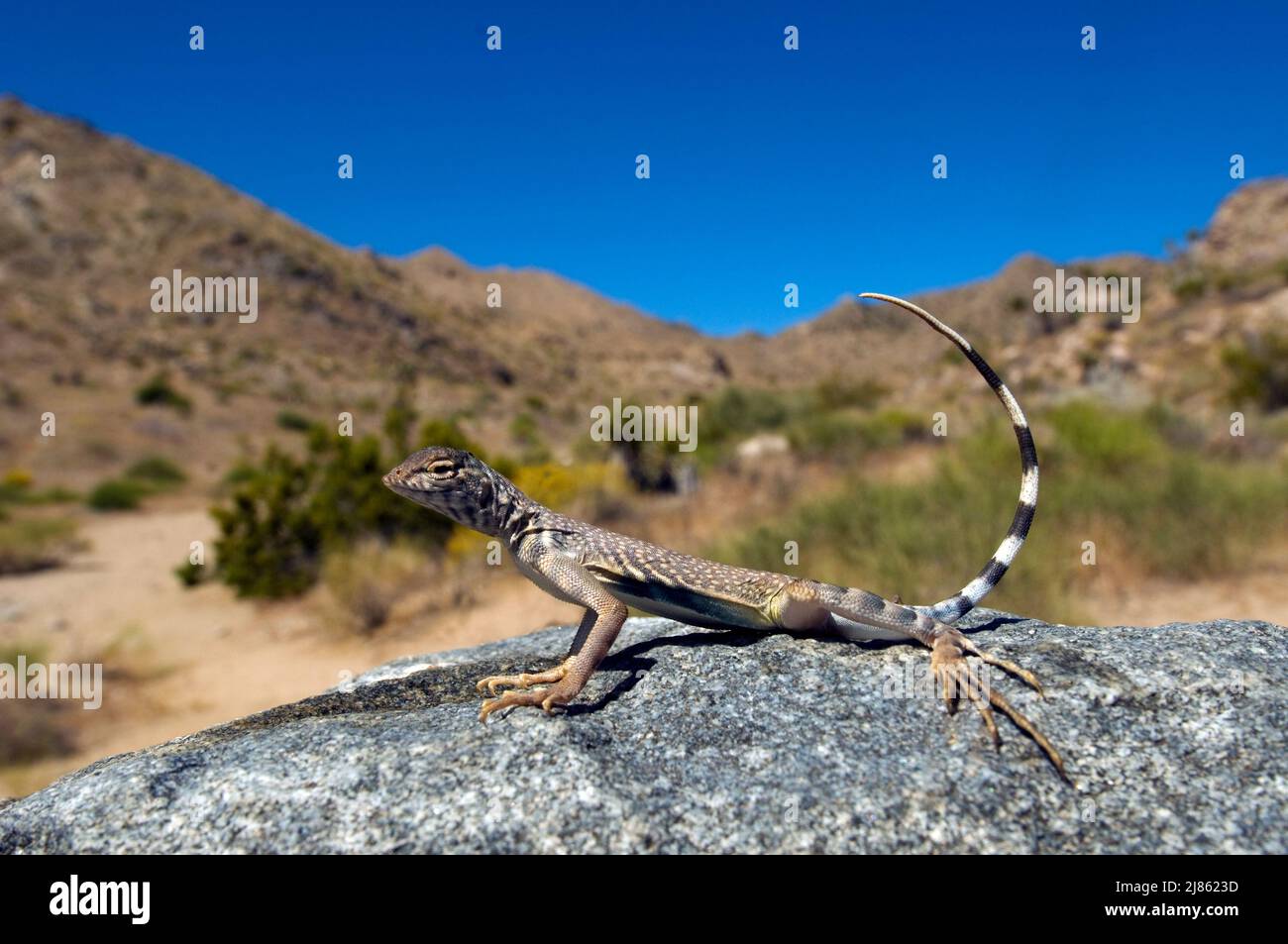 Zebra tailed lizard hi-res stock photography and images - Alamy