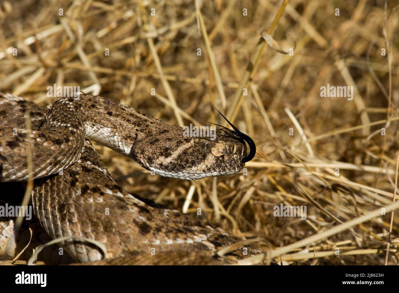 Western Diamondback Rattlesnake Posture of attack California Stock ...