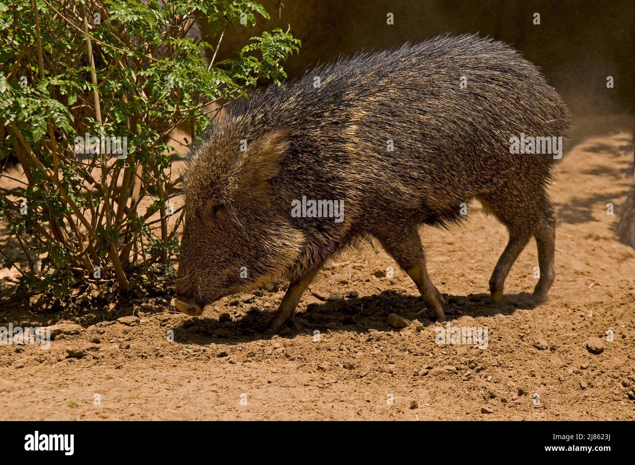 Chacoan peccary Gran Chaco Stock Photo - Alamy