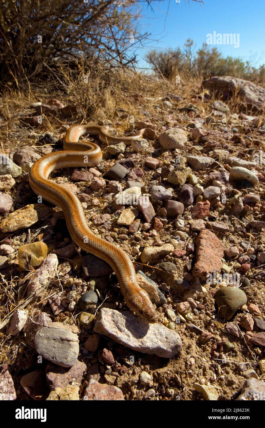 Desert Rosy Boa Panamint moutains Death valley NP USA Stock Photo - Alamy