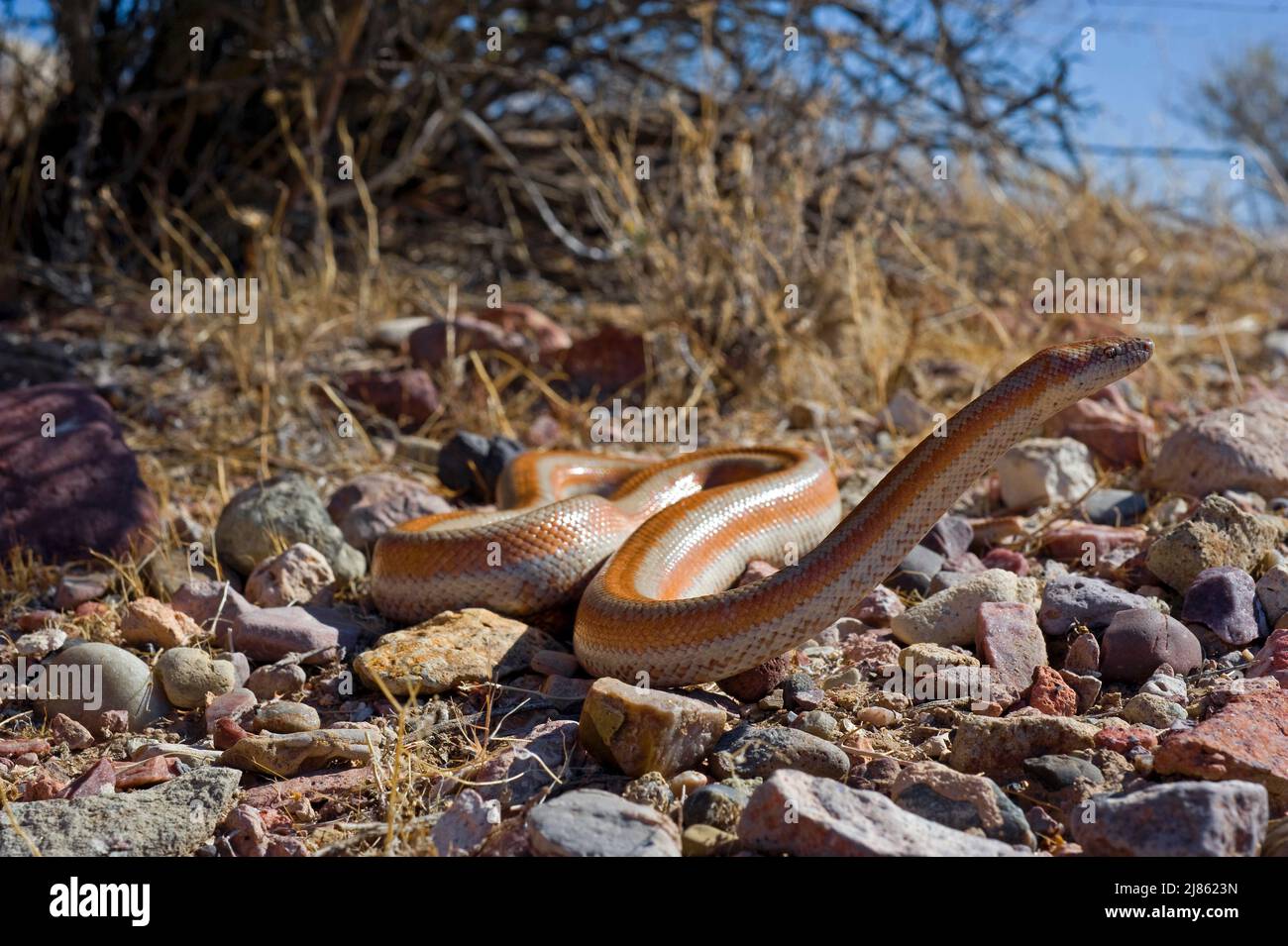 Desert Rosy Boa Panamint moutains Death valley NP USA Stock Photo - Alamy