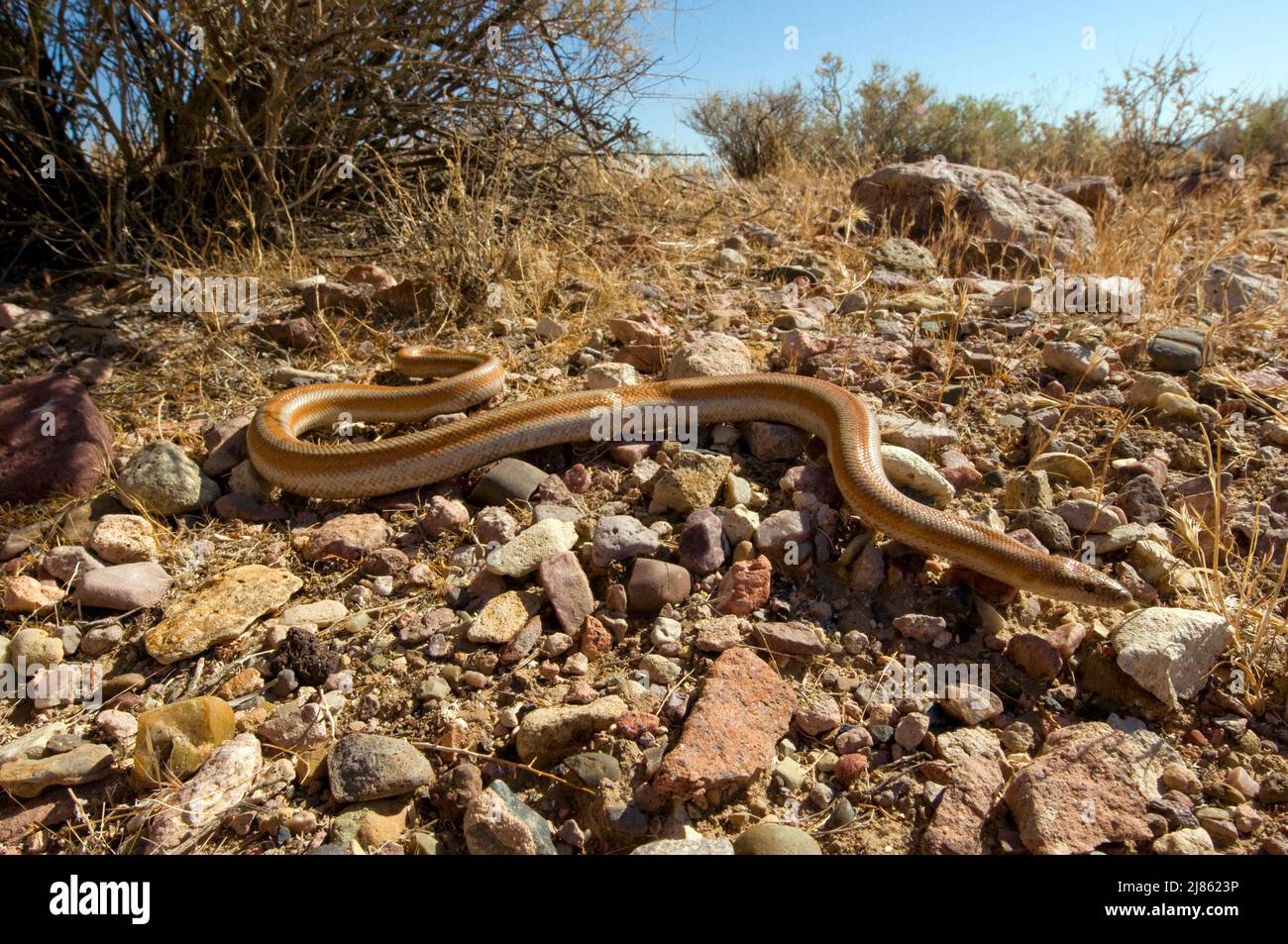 Desert Rosy Boa Panamint moutains Death valley NP USA Stock Photo - Alamy