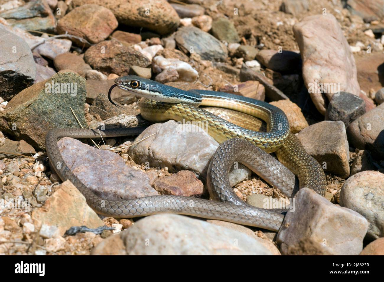 Sonoran whipsnake masticophis bilineatus hi-res stock photography and ...