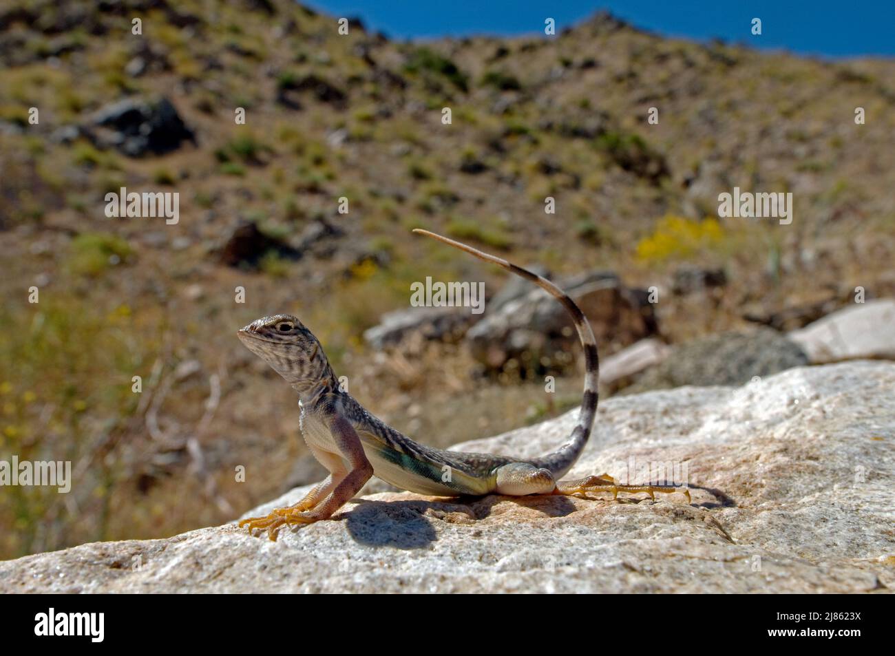 Western Zebra- tailed Lizard on rock Joshua tree NP USA Stock Photo - Alamy