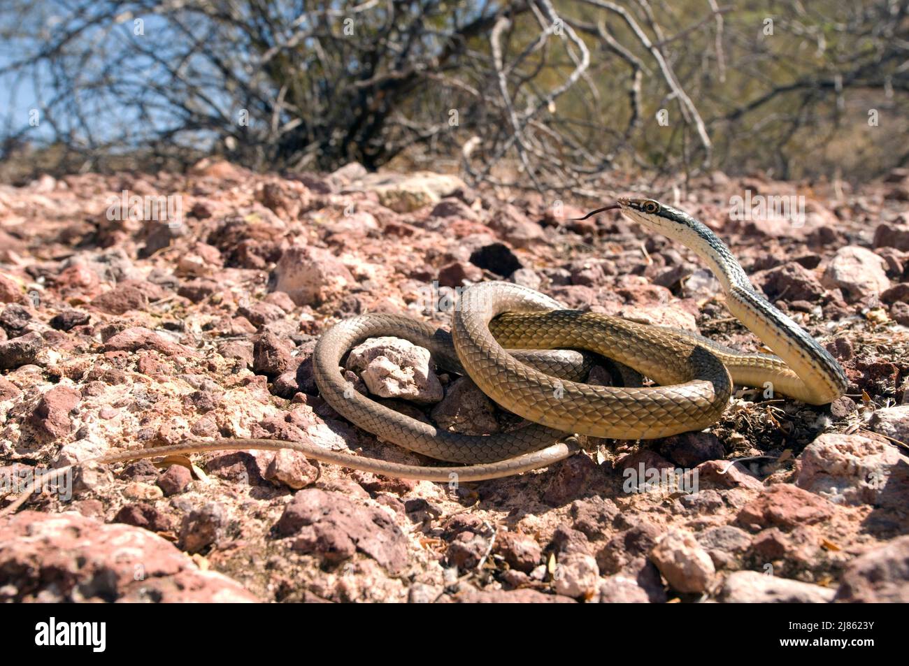 Sonoran Whipsnake Catalina mountains foothills Arizona USA Stock Photo ...