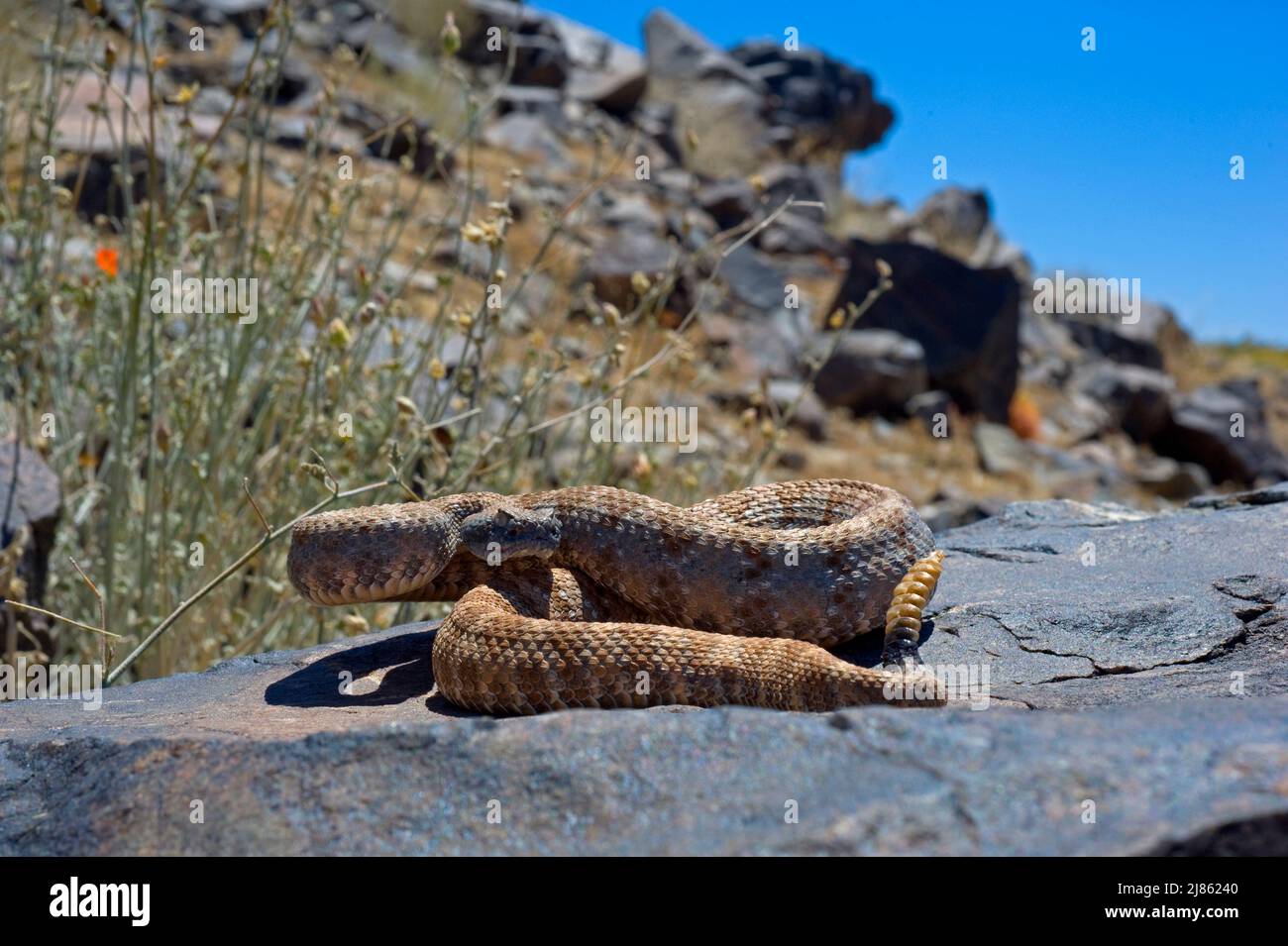 Rattlesnake valley hi-res stock photography and images - Alamy