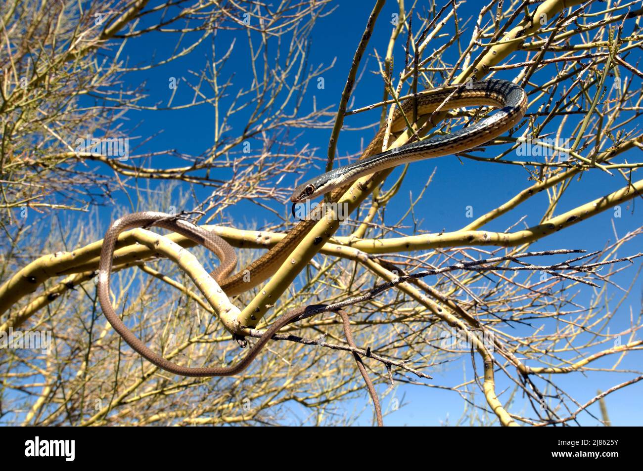 Sonoran Whipsnake Catalina mountains foothills Arizona USA Stock Photo ...