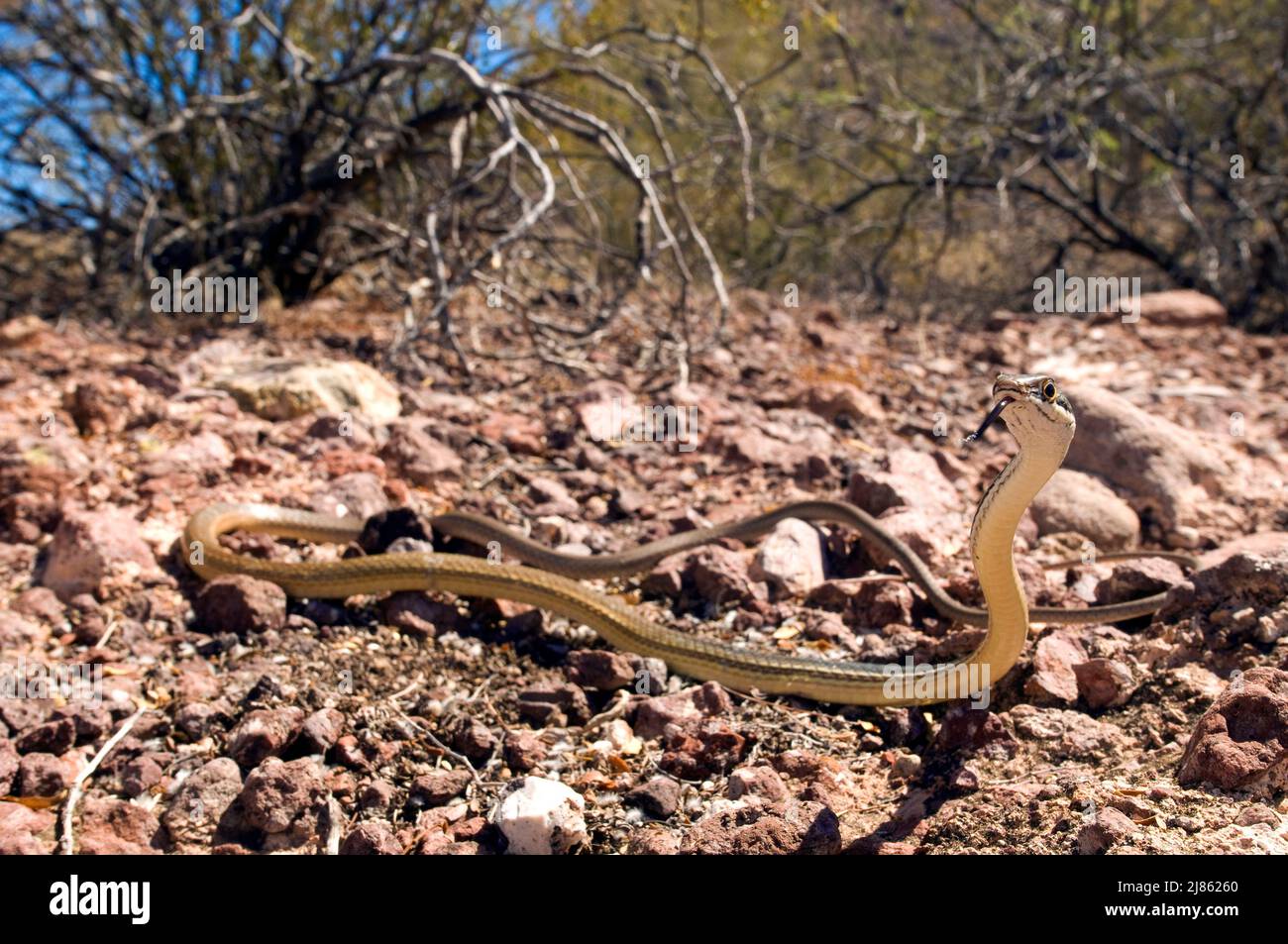Sonoran Whipsnake Catalina mountains foothills Arizona USA Stock Photo ...