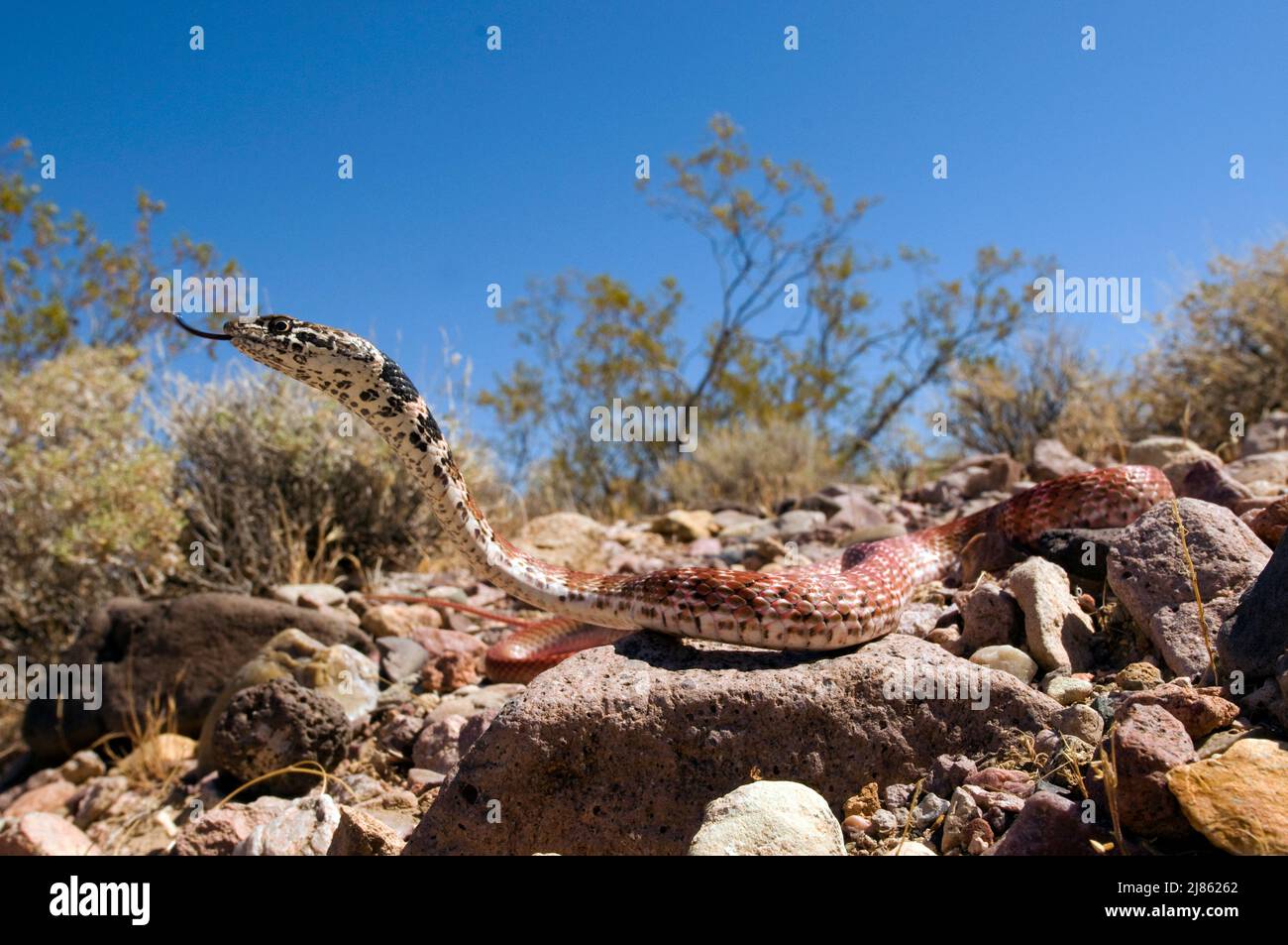 Red racer on rock Death Valley California Stock Photo - Alamy