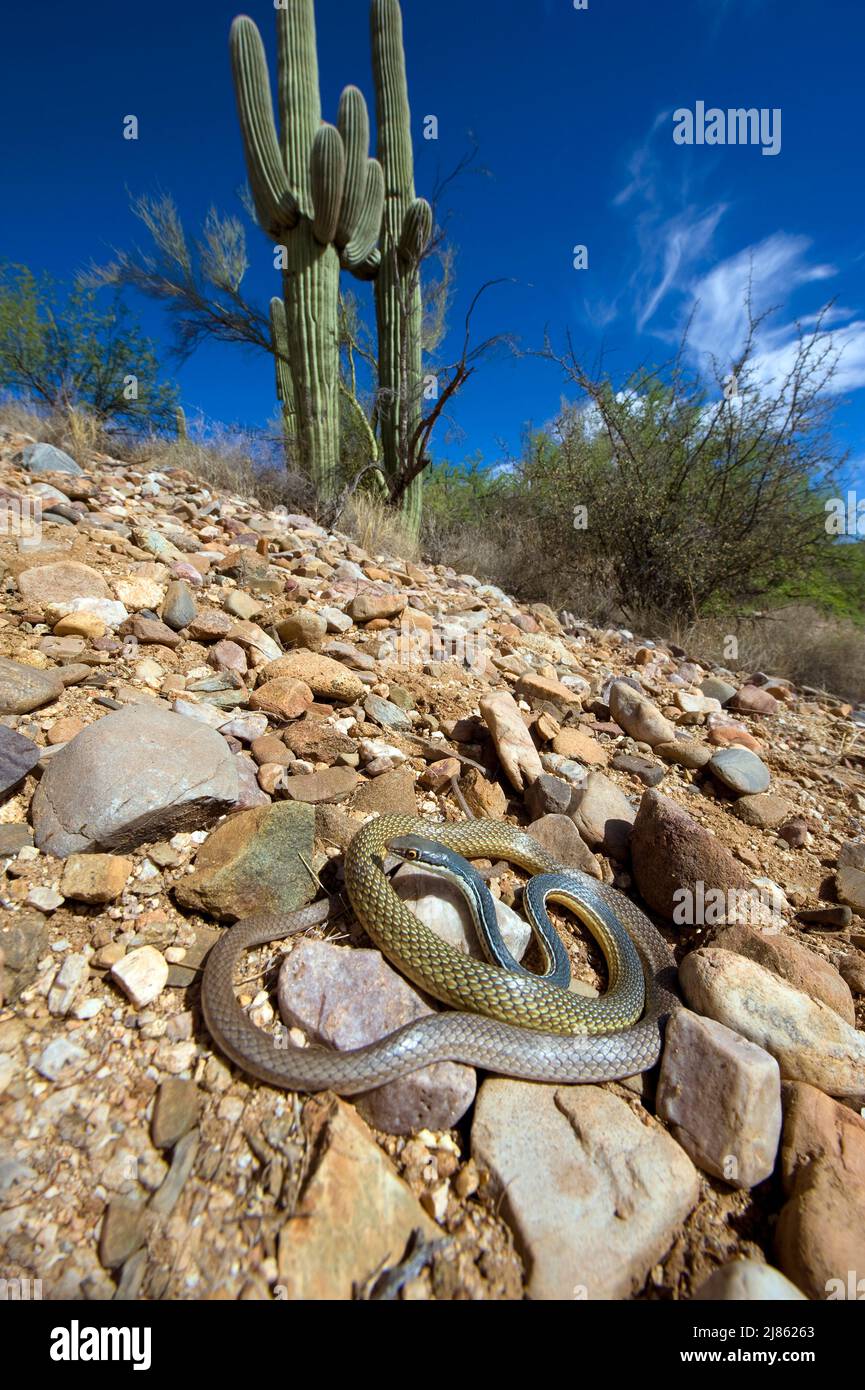 Sonoran Whipsnake Catalina mountains foothills Arizona USA Stock Photo ...