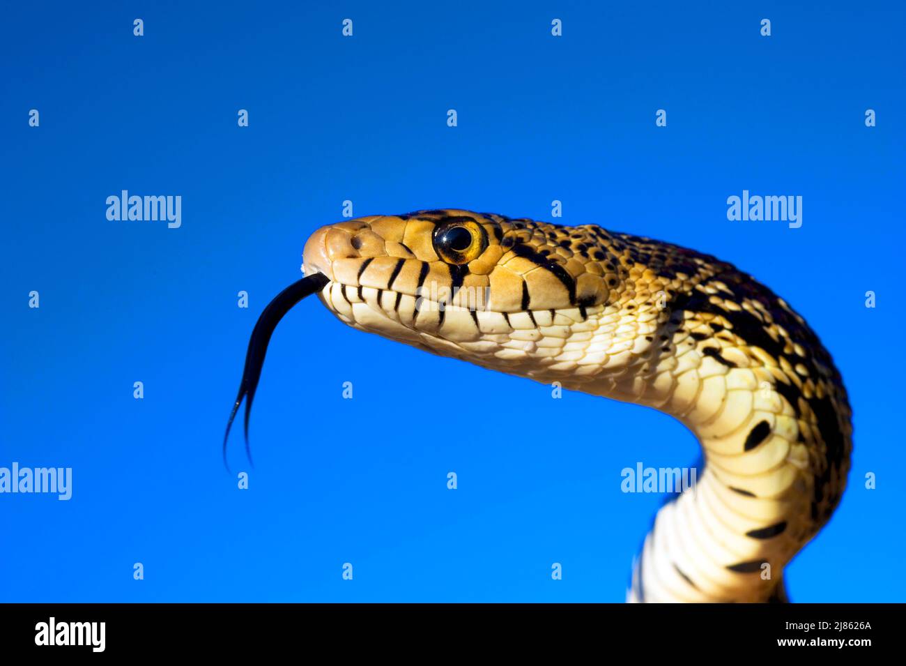 Great basin Gopher Snake North of Joshua tree NP USA Stock Photo - Alamy