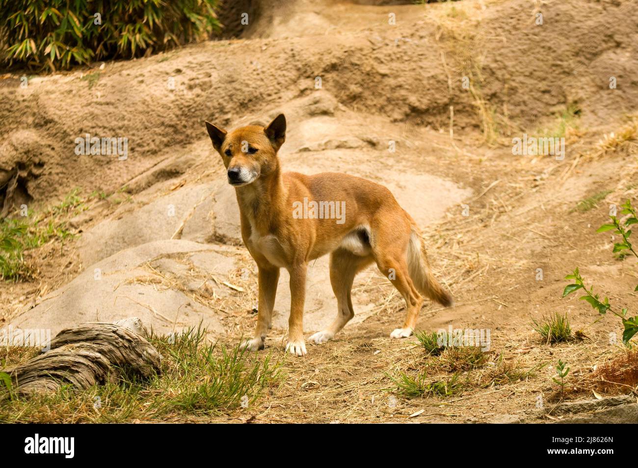 Papua-New-Guinea singing Dog standing Stock Photo - Alamy