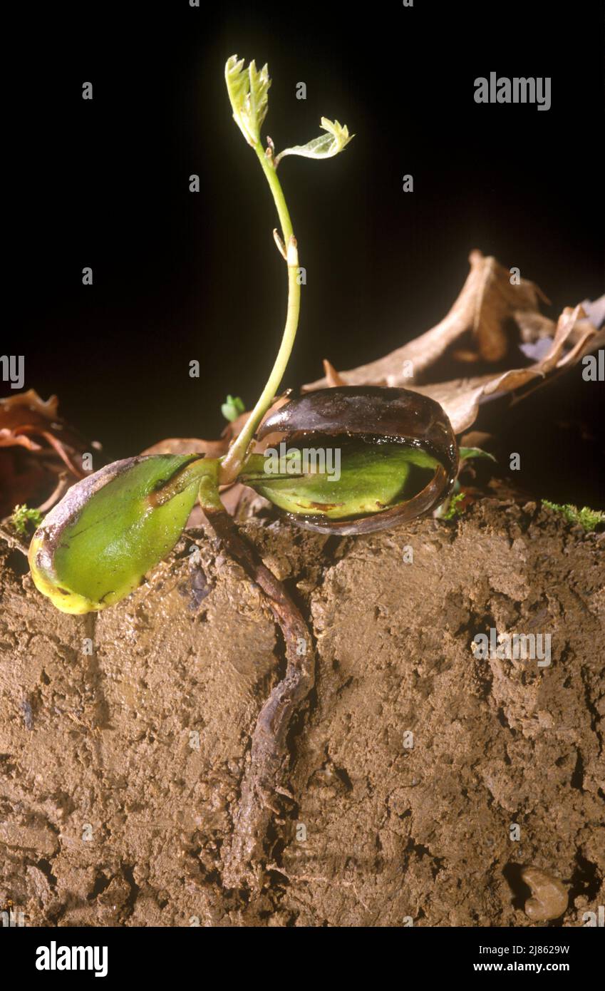Acorn of an English Oak germinating Eurasia Stock Photo - Alamy