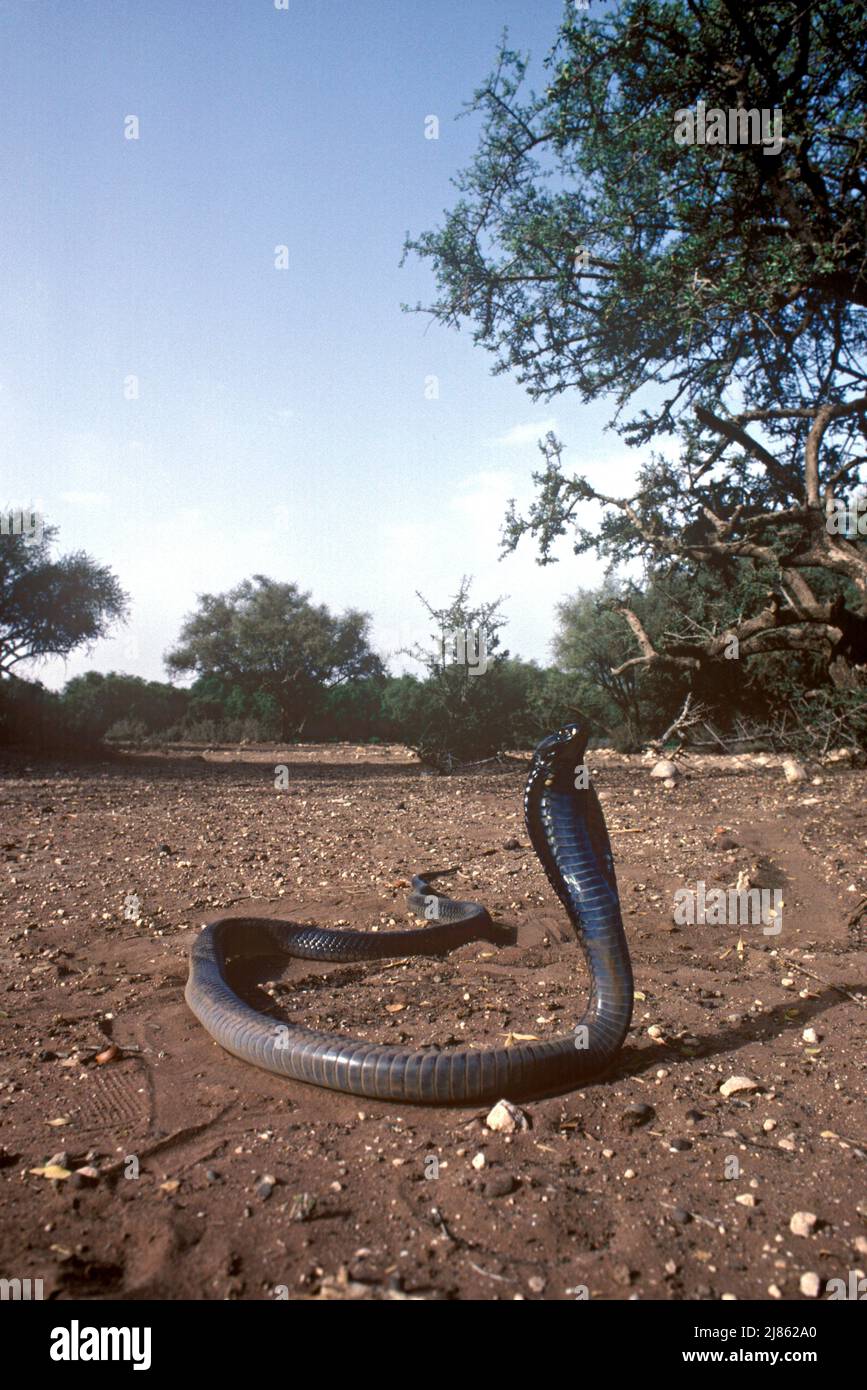 Egyptian Cobra (Naja haje) standing in a threatening posture, Africa ...