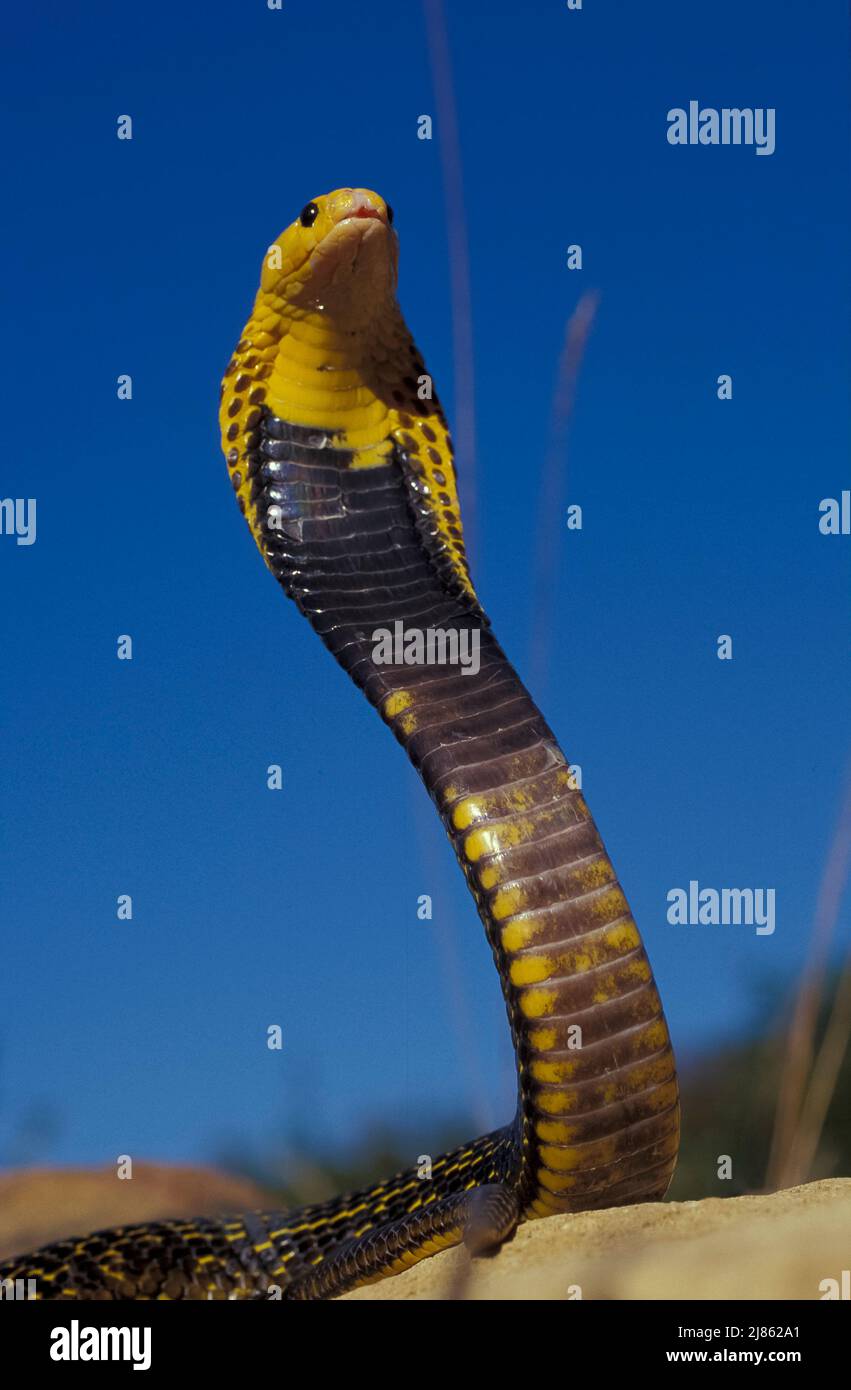 Peter's Cobra upright posture threat Leyte Philippines Stock Photo - Alamy