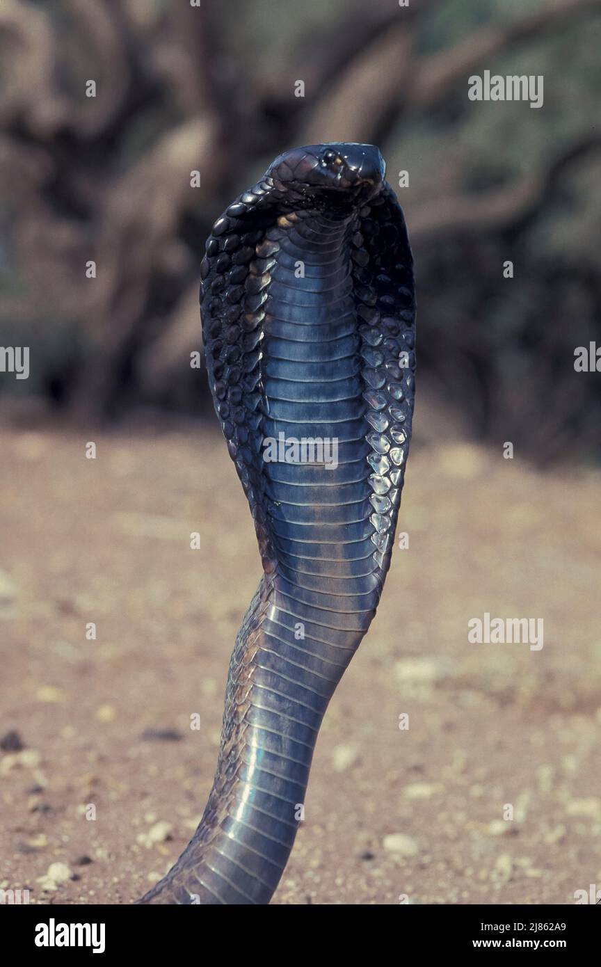 Egyptian Cobra (Naja haje) standing in a threatening posture, Africa ...