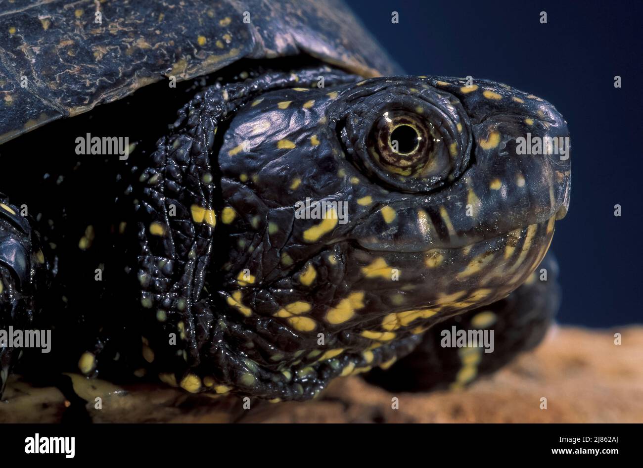 Side view of turtles head hi-res stock photography and images - Alamy