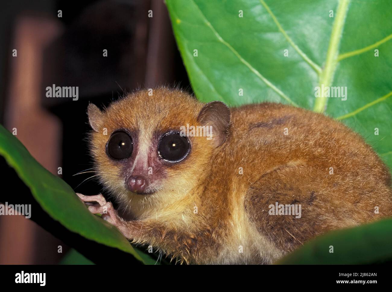Brown mouse lemur (Microcebus rufus) on a leaf, Madagascar Stock Photo ...