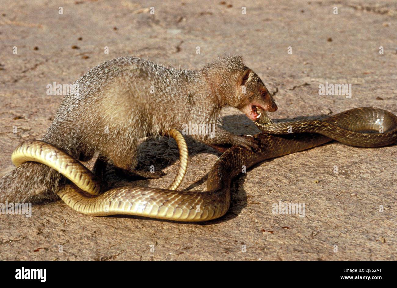 Mongoose fighting snake hi-res stock photography and images - Alamy