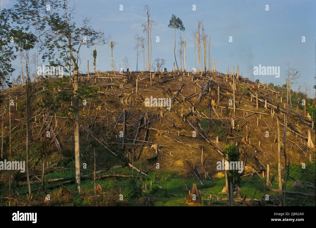 Deforestation, Sumatra, Indonesia Stock Photo - Alamy