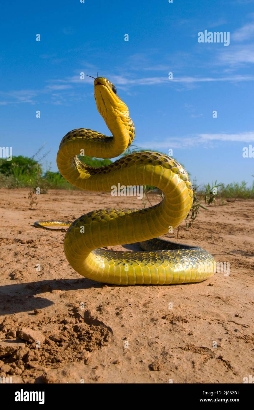 Green Racer in the Kaa-Lia NP Bolivia Stock Photo - Alamy