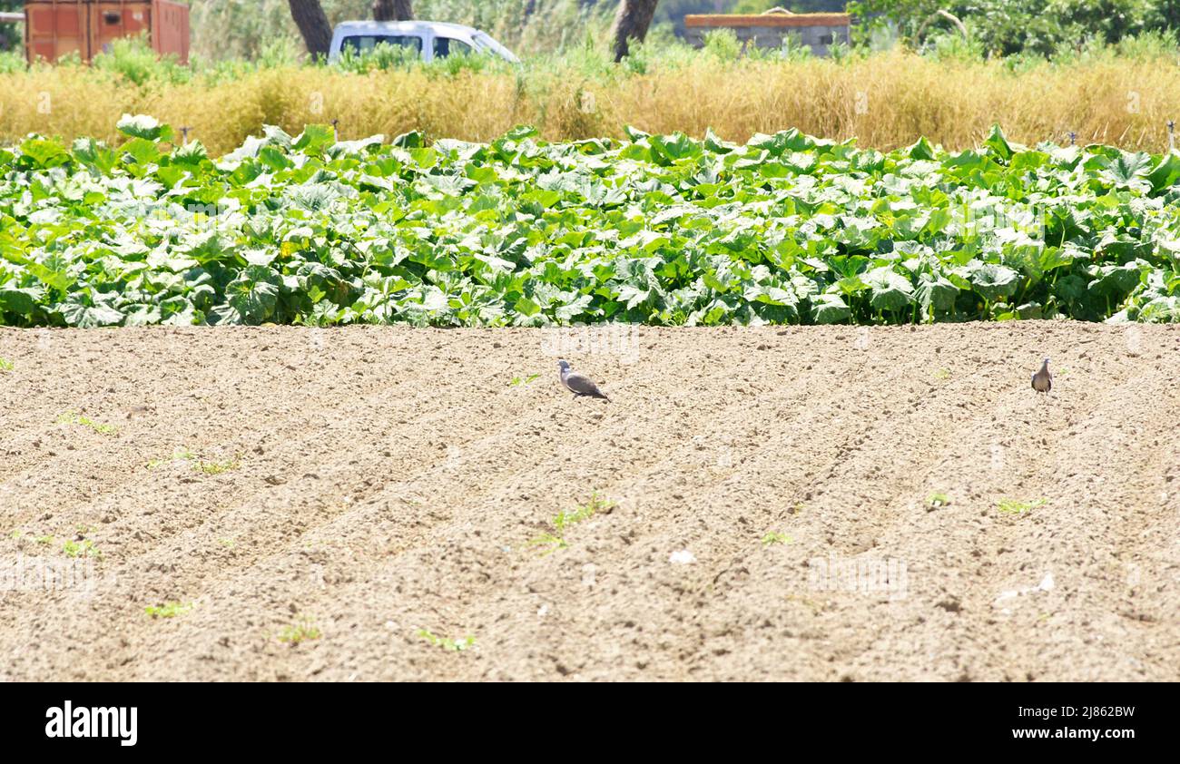 Fallow land in the Delta del Llobregat, Barcelona, Catalunya, Spain ...