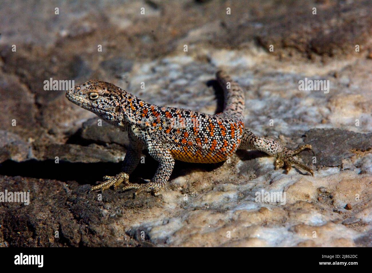 Saltflat lizard Salar d'Atacama Chili Stock Photo - Alamy