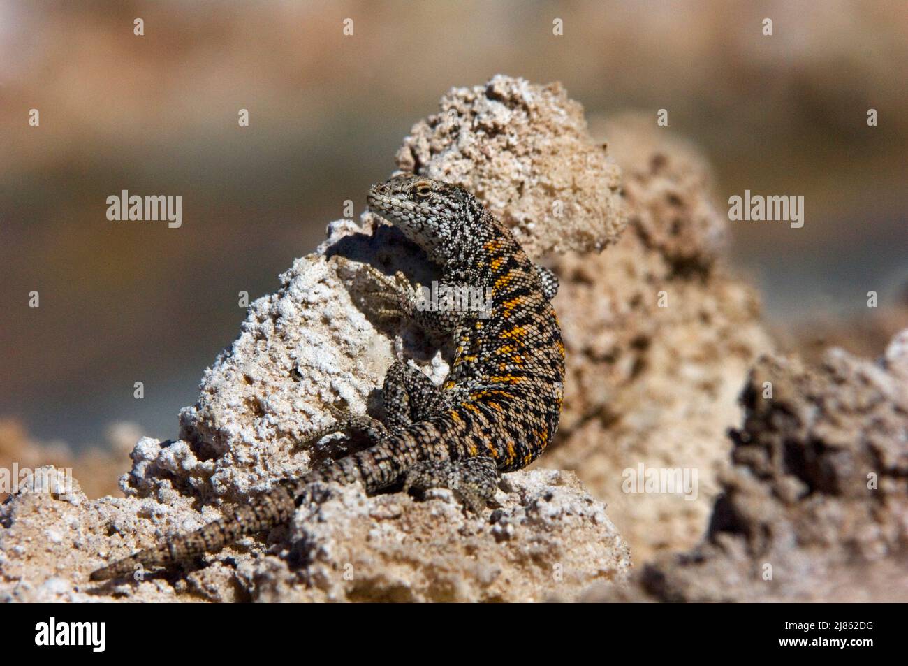 Saltflat lizard on rocks Atacama salar Chile Stock Photo - Alamy