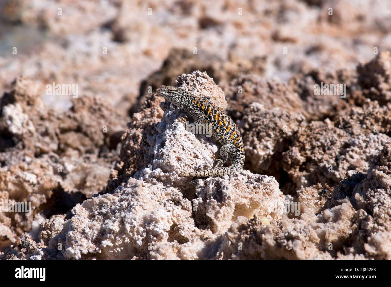Saltflat lizard on rocks Atacama salar Chile Stock Photo - Alamy
