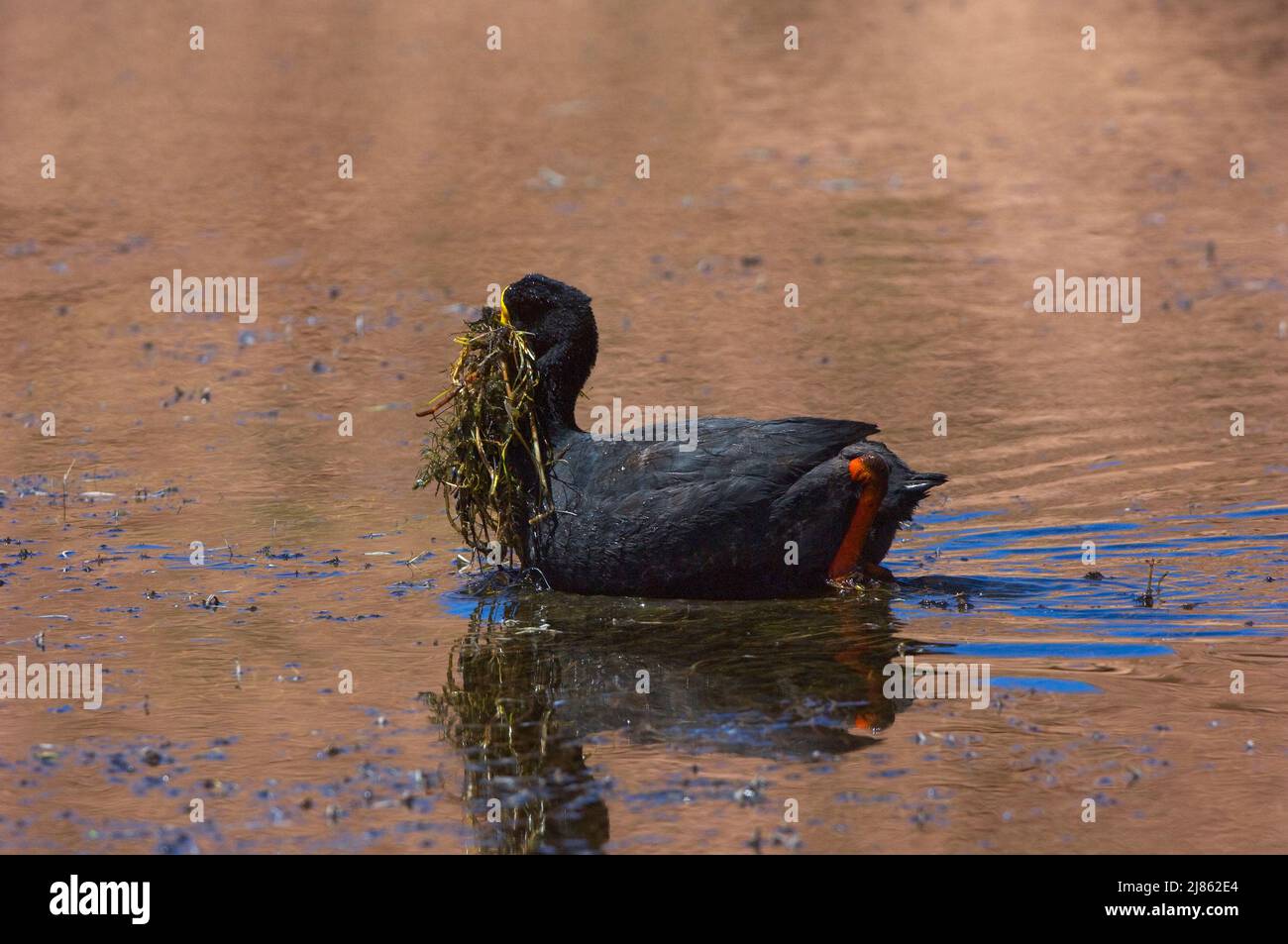 Giant Coot male bringing plant fragments to make the nest ; Elevation ...