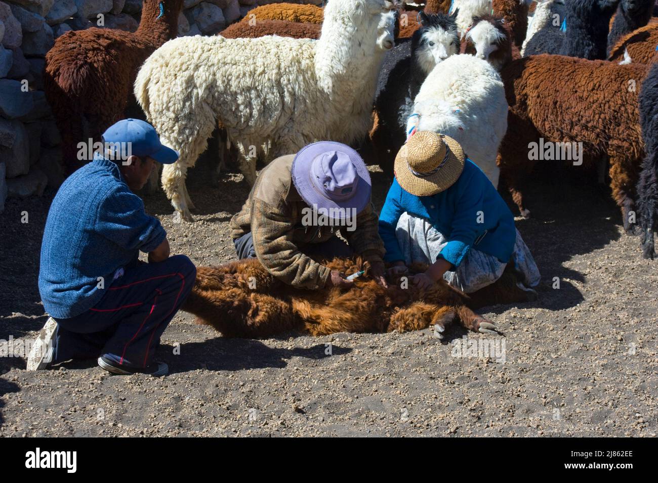 Injection of a dewormer on a Alpaca in Bolivia Stock Photo - Alamy