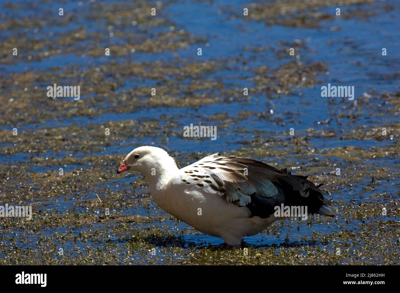 Andean Goose in water Altiplano Bolivia ; Elevation: 4450 m Stock Photo ...