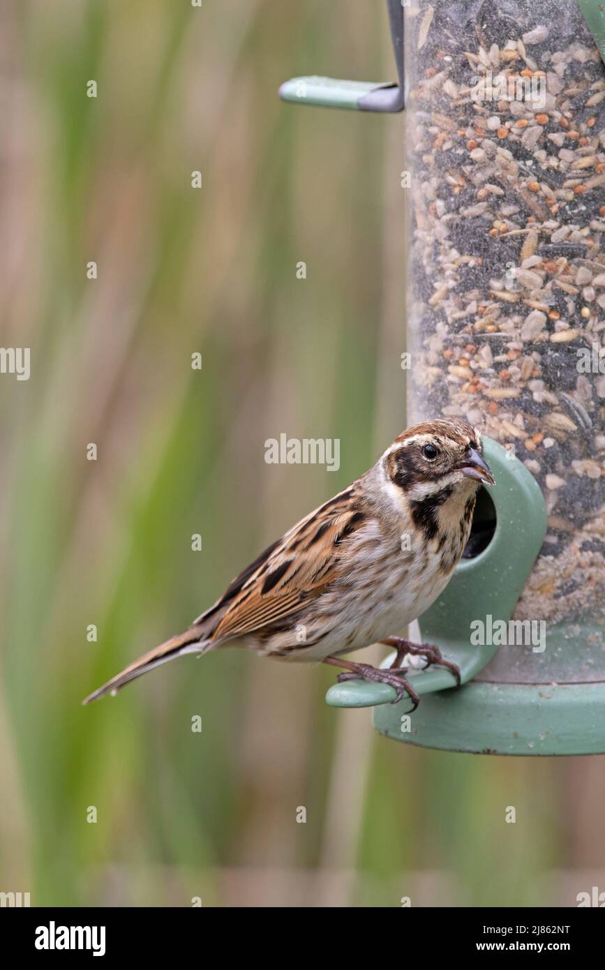 Reed Bunting (Emberiza schoeniclus) on feeder Lakenheath Fen Suffolk UK ...