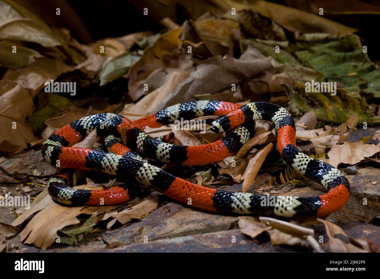 Bolivian triad coral snake on dead leaves Bolivia Stock Photo - Alamy
