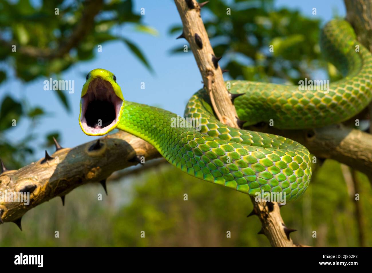 Emerald Palm Snake on a branch Amazonia Bolivia Stock Photo - Alamy