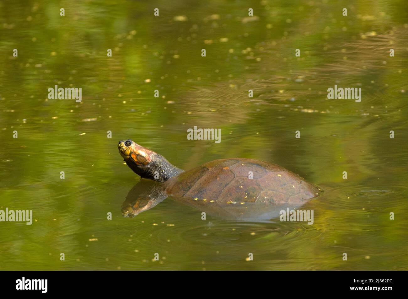 Amazonian River Turtle in water Rio Yapakani Bolivia Stock Photo - Alamy
