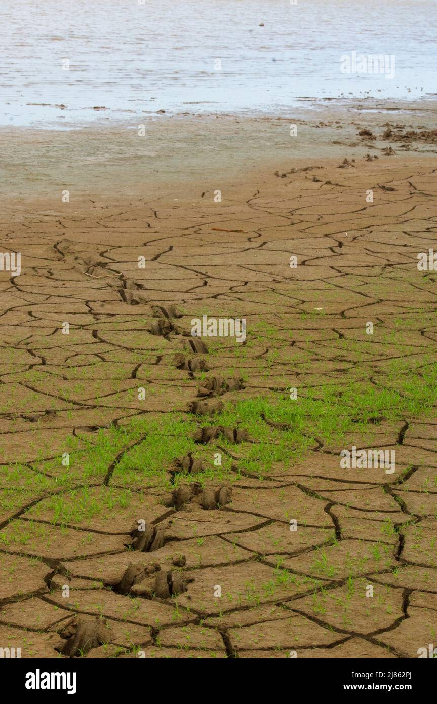 Drought animal cracked earth hi-res stock photography and images - Alamy