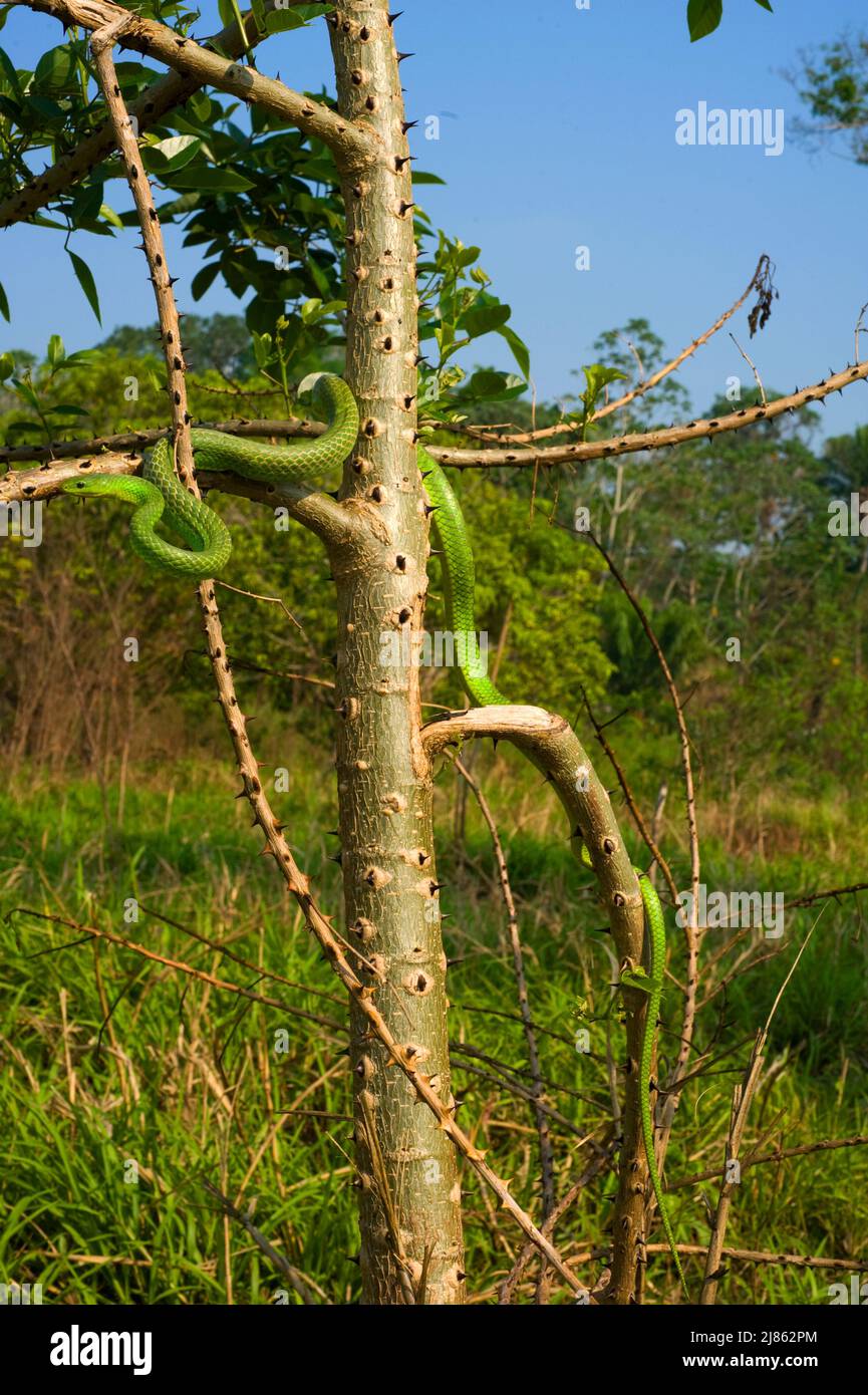 Emerald Palm Snake on a tree Amazonia Bolivia Stock Photo - Alamy