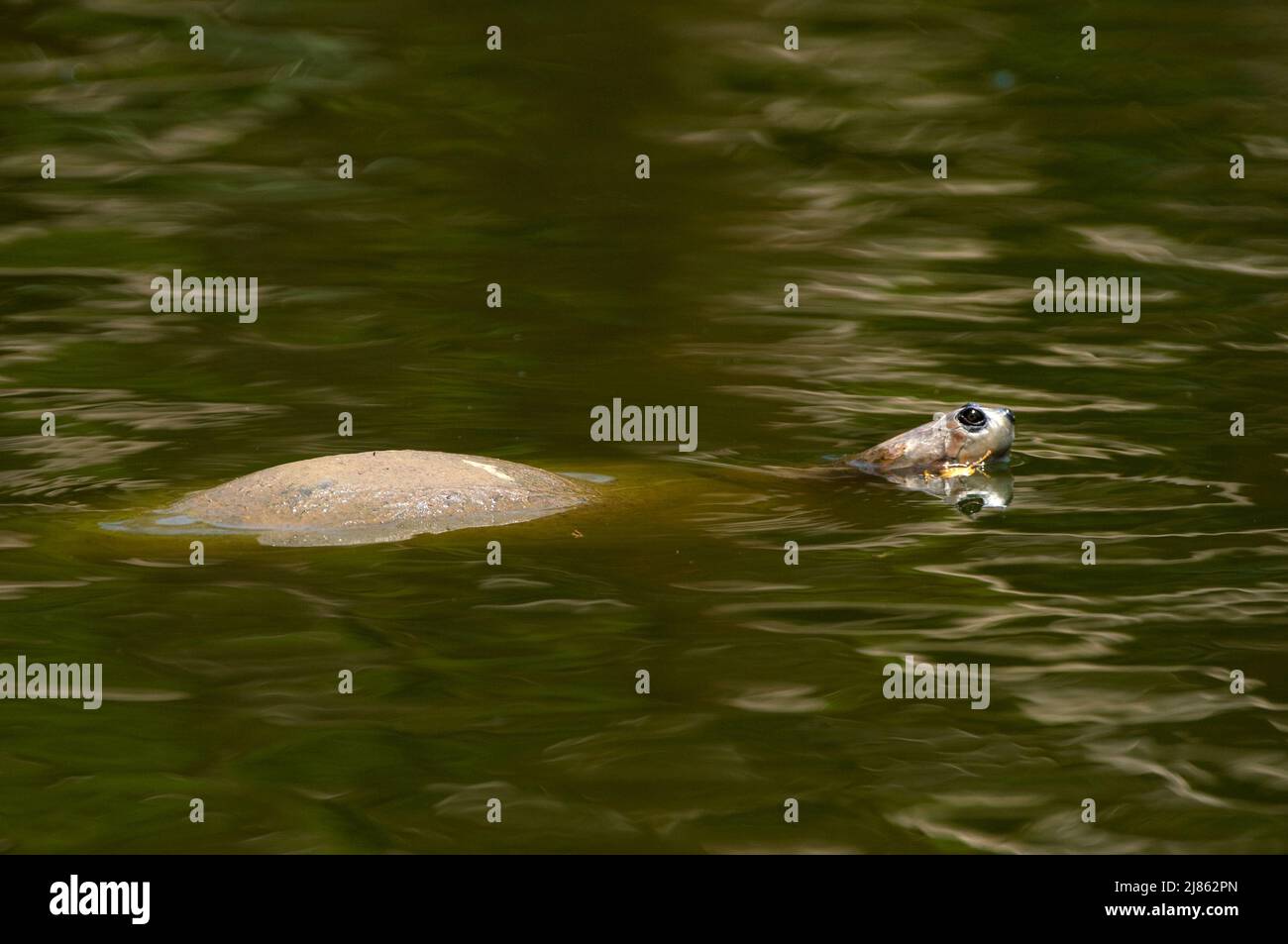 Amazonian River Turtle in water Rio Yapakani Bolivia Stock Photo - Alamy