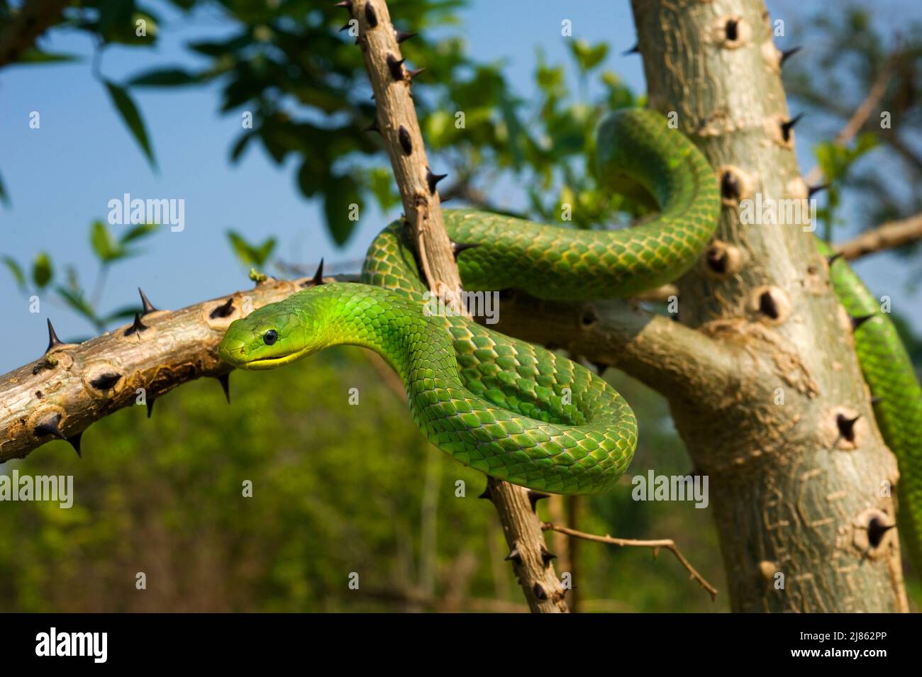 Philodryas viridissimus hi-res stock photography and images - Alamy