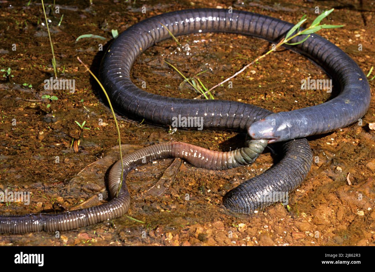 Caecilia (Caecilia tentaculata) eating an earthworm, French Guyana ...