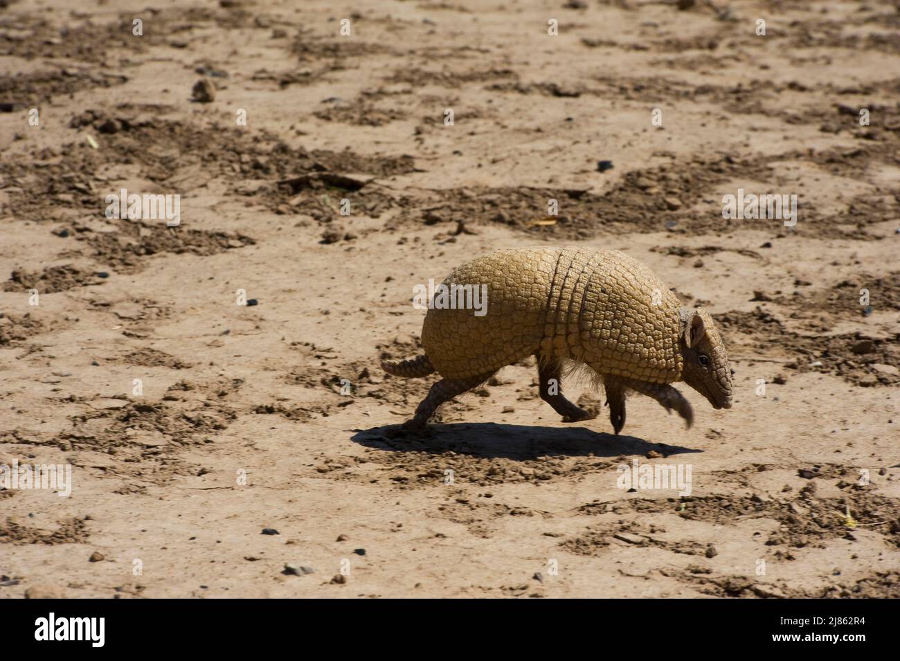Southern three-banded Armadillo walking Gran Chaco Bolivia Stock Photo ...