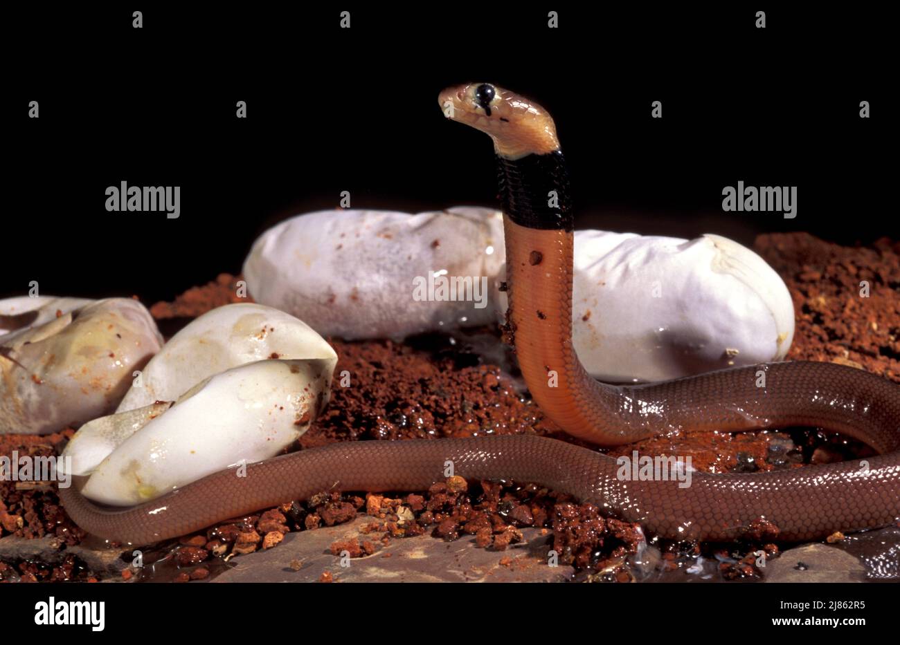 New-born Red spitting cobra East Africa Stock Photo - Alamy