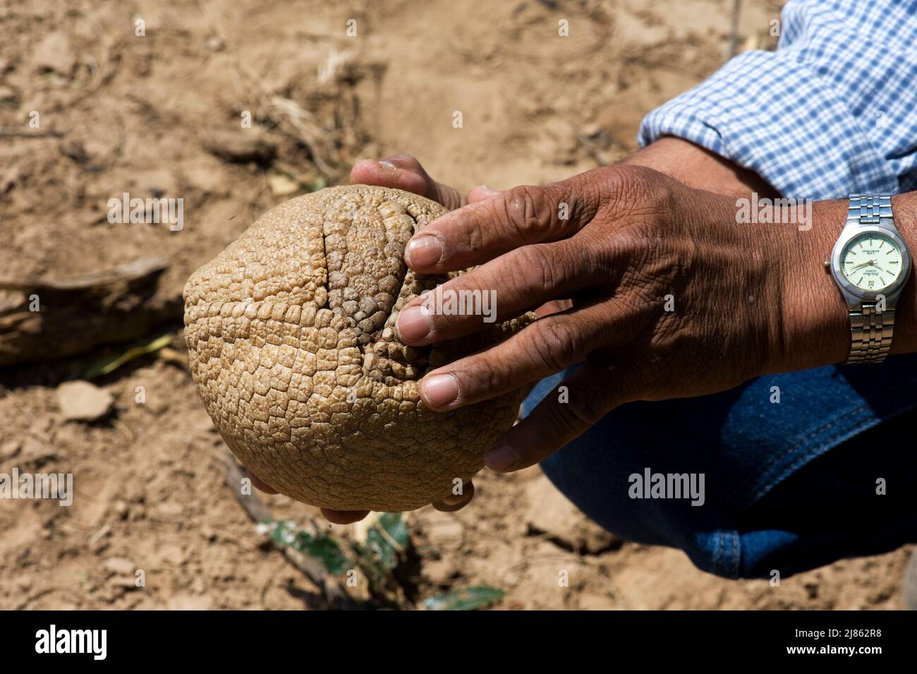 Southern three-banded Armadillo in hand Gran Chaco Bolivia Stock Photo ...